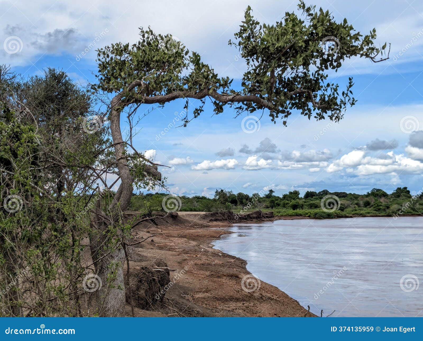 Twisted Tree Royalty-Free Stock Image | CartoonDealer.com #51097444