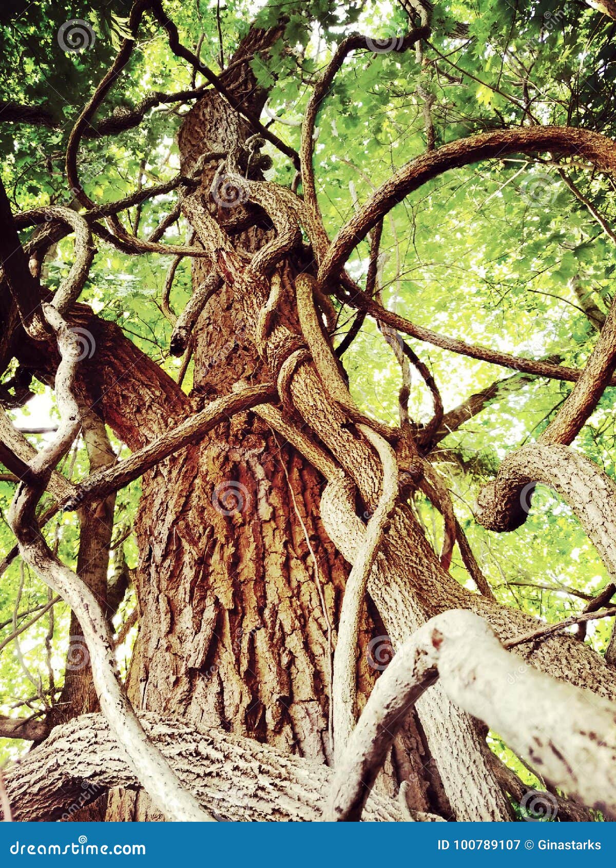 Twisted tree stock image. Image of twisted, tree, tangled - 100789107