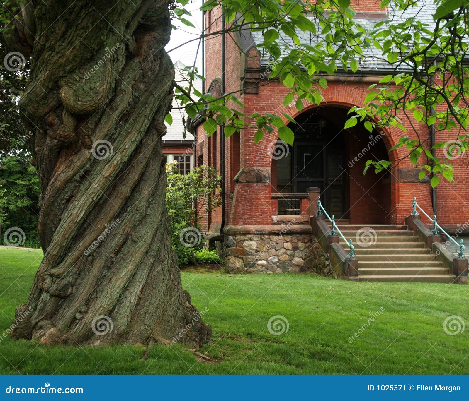 Twisted Tree Royalty-Free Stock Image | CartoonDealer.com #51097444