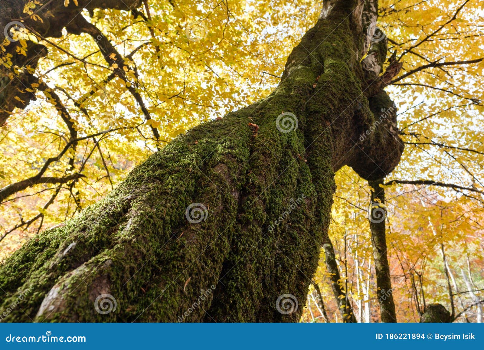 Twisted Tree Trunk Covered in Moss Stock Photo - Image of beech, east ...