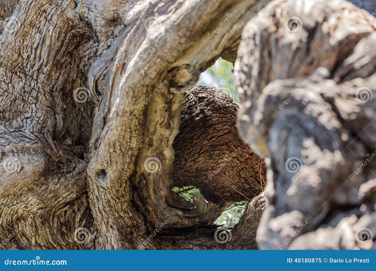 Twisted tree trunk stock image. Image of huge, intricate - 40180875