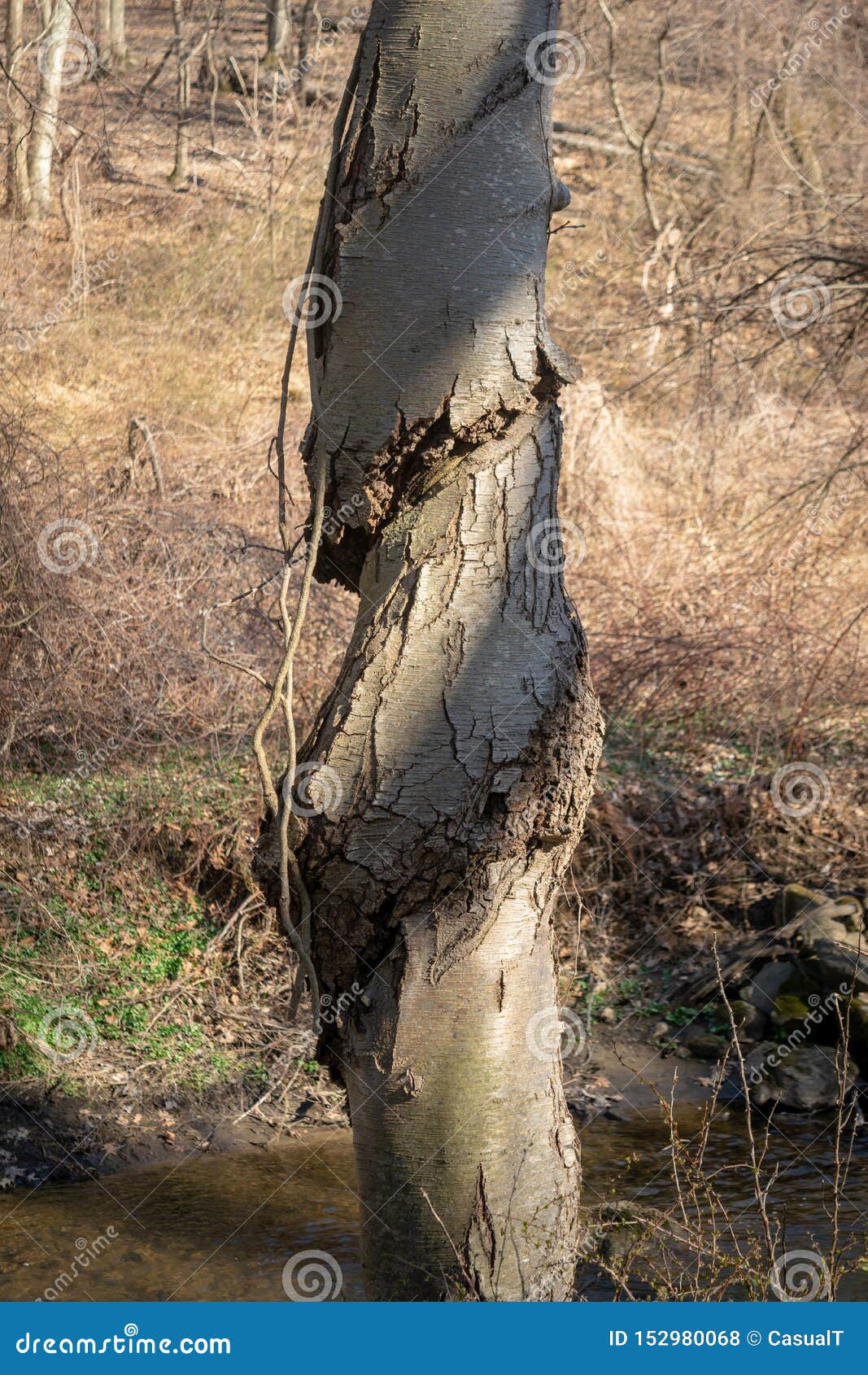 Strangled Tree Stock Photo | CartoonDealer.com #51994944