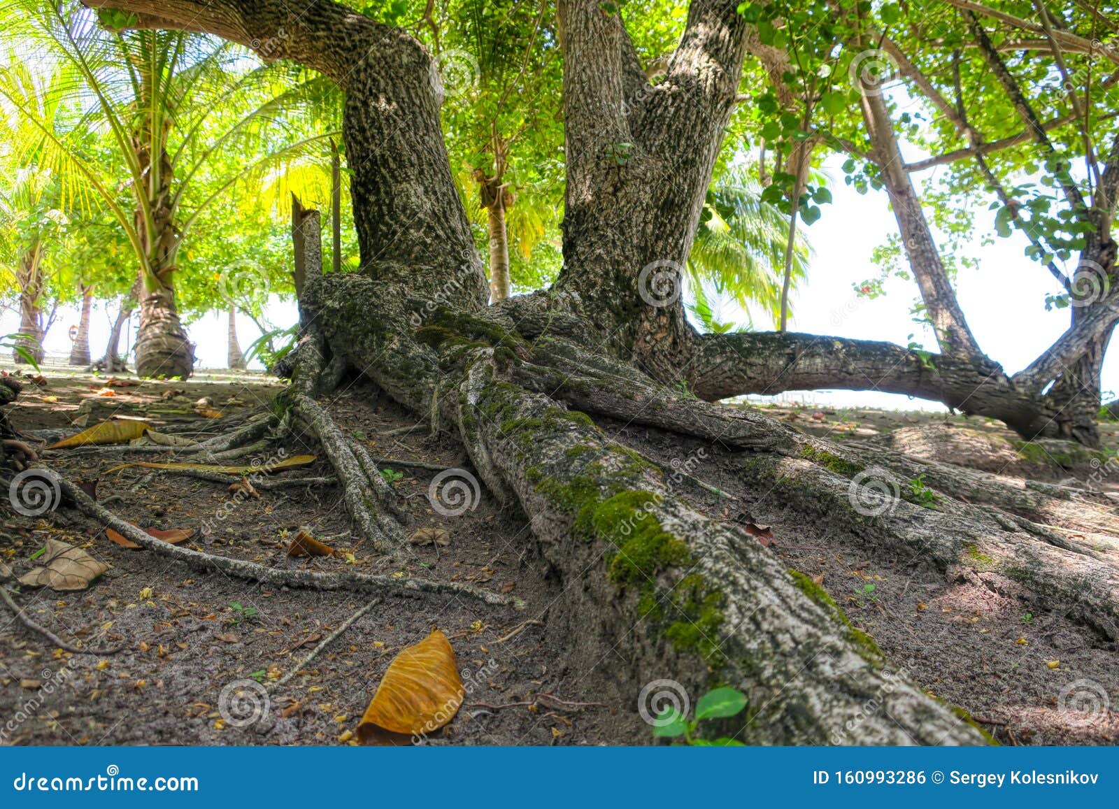 Twisted Tree Trunk with Marks of Strangulation Stock Photo - Image of ...
