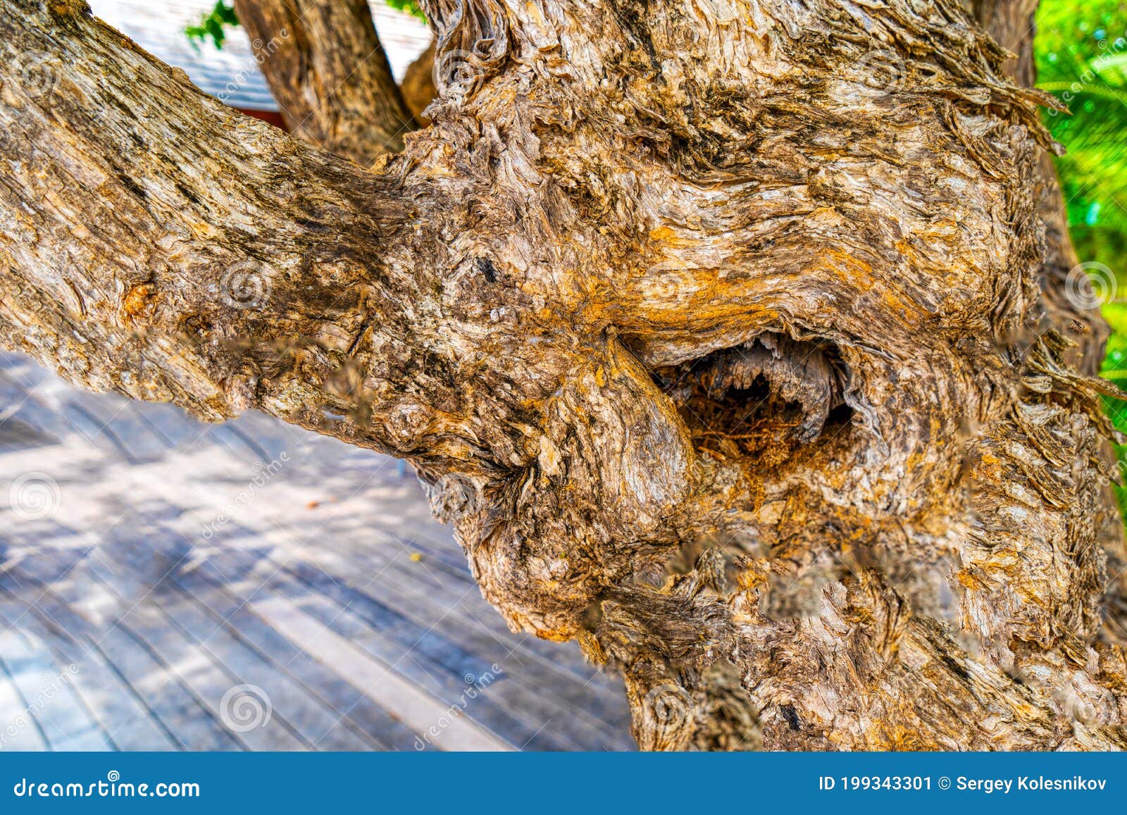 Twisted Tree Trunk with Marks of Strangulation Stock Image - Image of ...