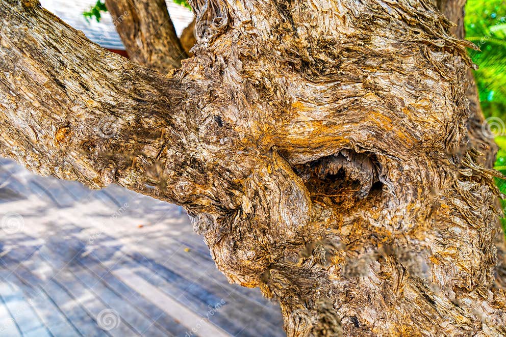 Twisted Tree Trunk with Marks of Strangulation Stock Image - Image of ...