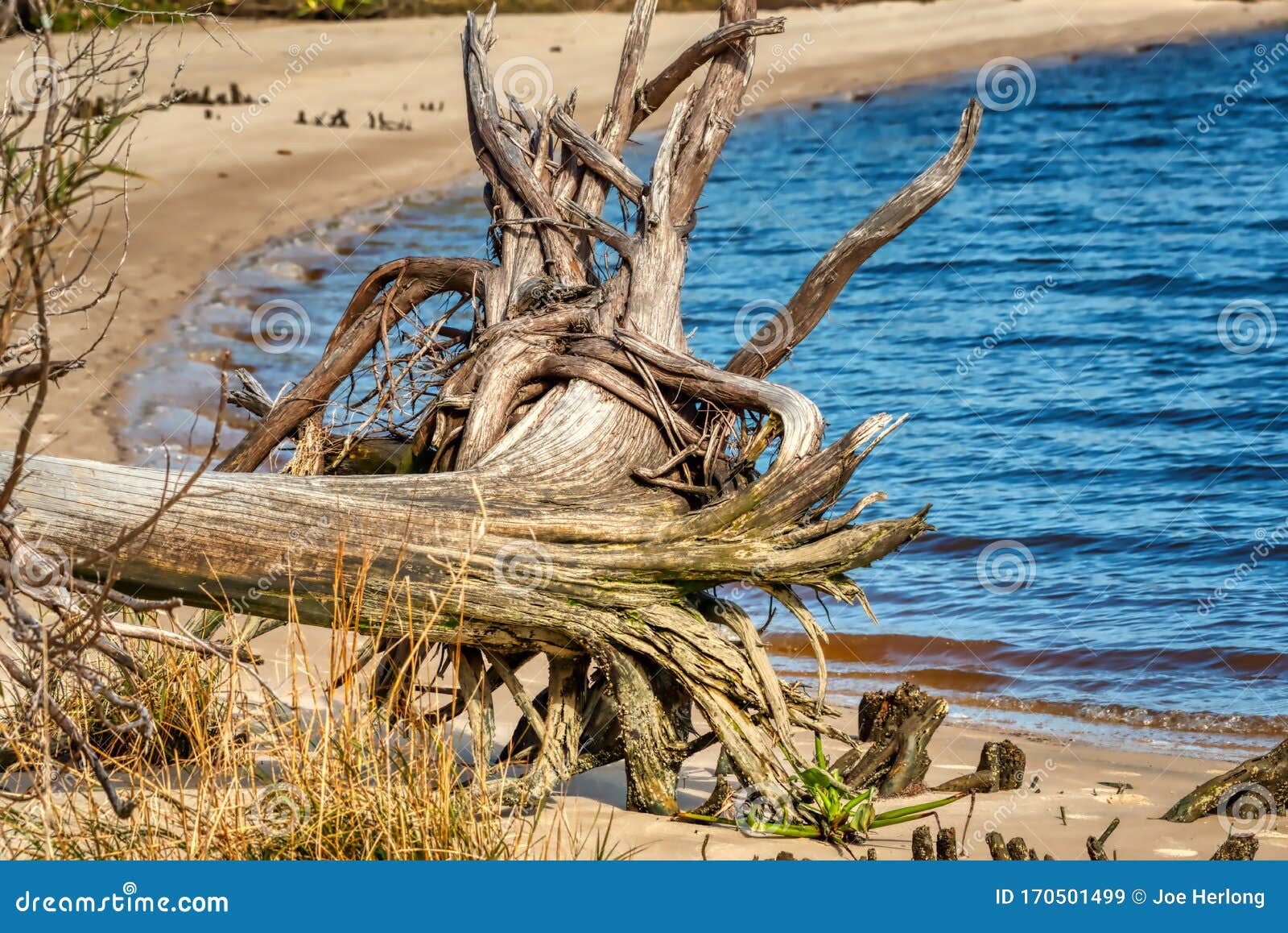 A Twisted Tree Trunk on a Sandy Beach. Stock Image - Image of ...