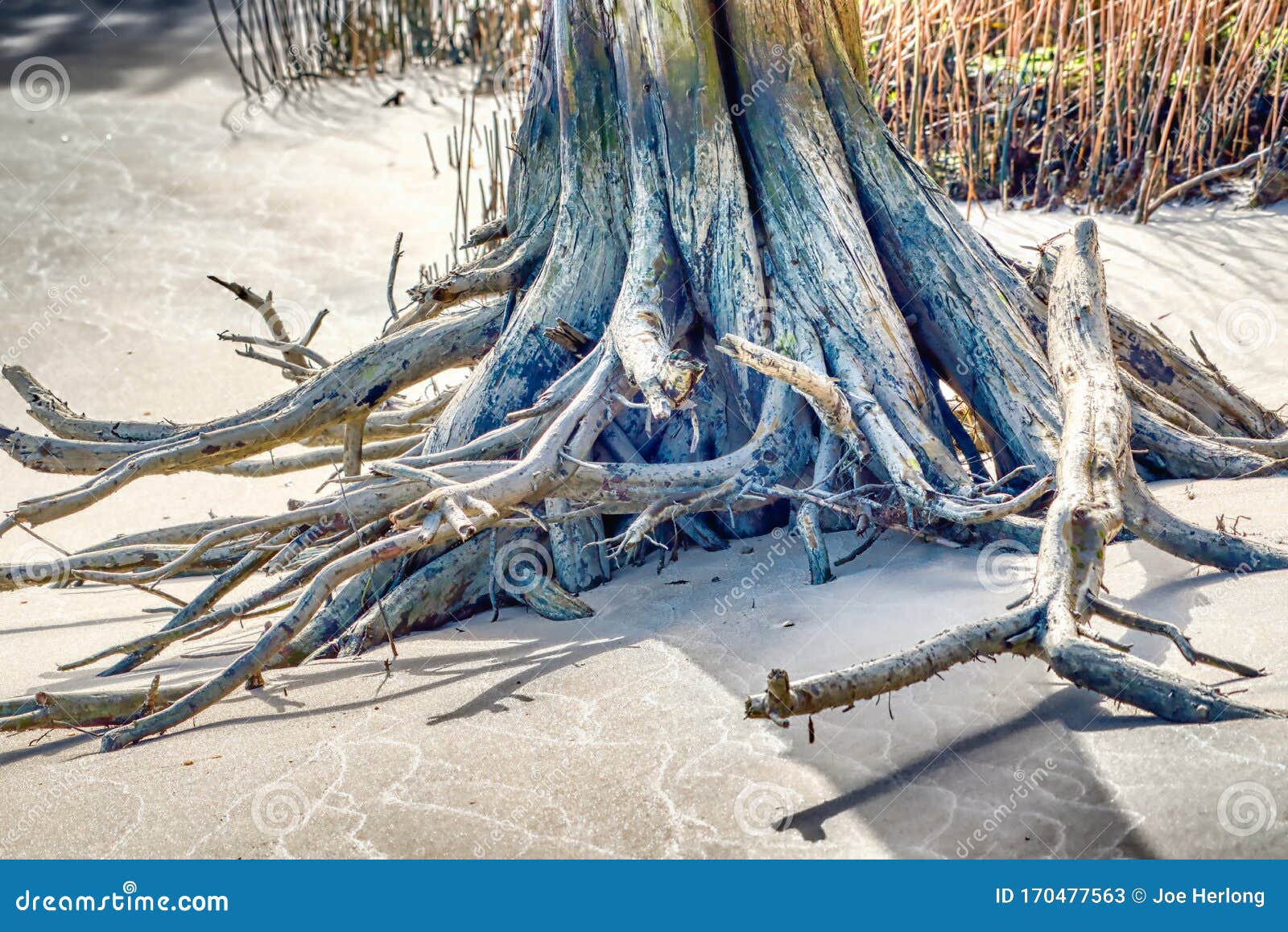 A Twisted Tree Trunk on a Sandy Beach. Stock Image - Image of wooden ...