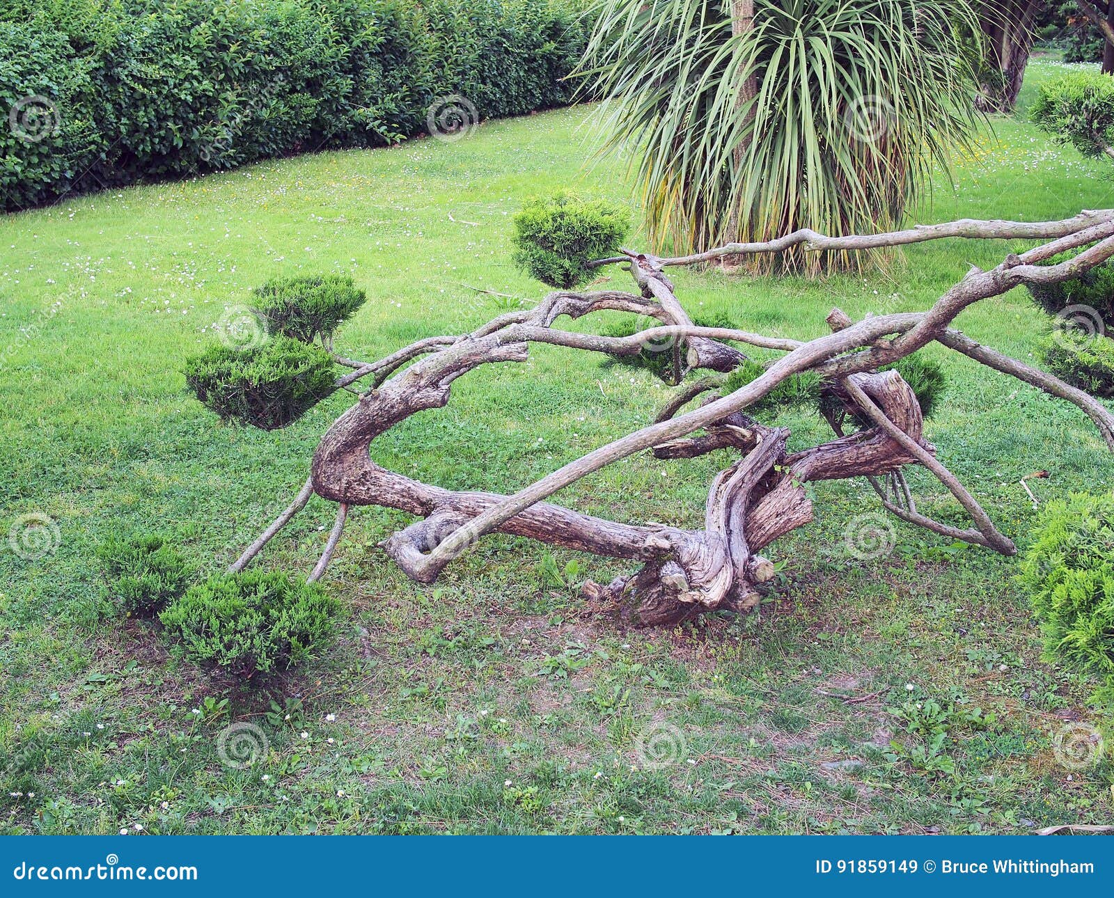 Twisted Tree Trunk stock image. Image of severely, aged - 91859149