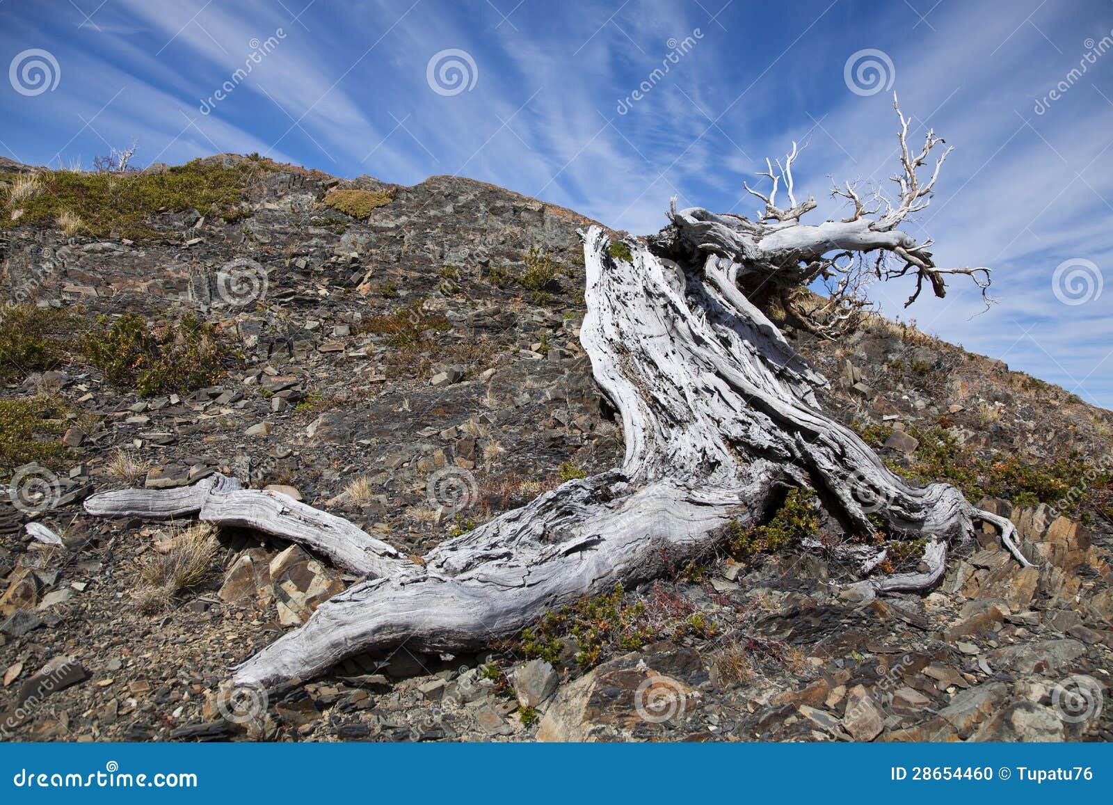 Twisted Tree Trunk at Torres Del Paine Stock Photo - Image of patagonia ...