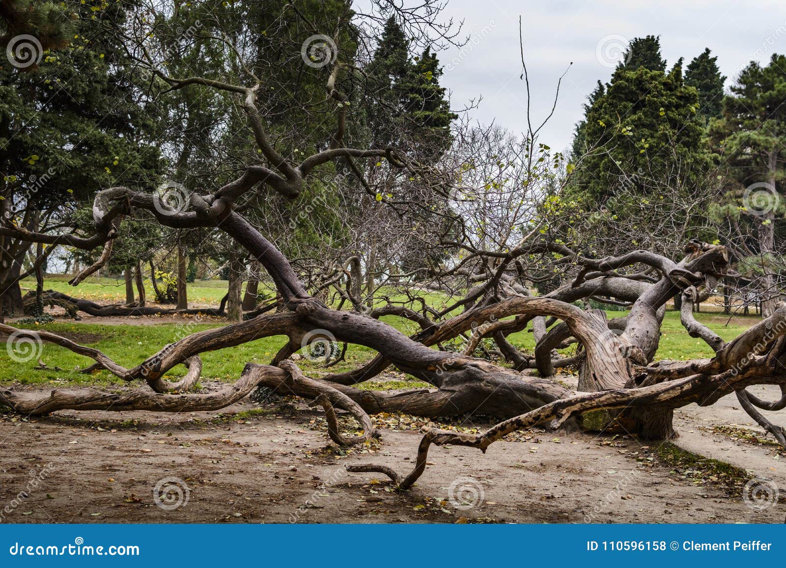 Twisted tree stock photo. Image of plant, landscape - 110596158