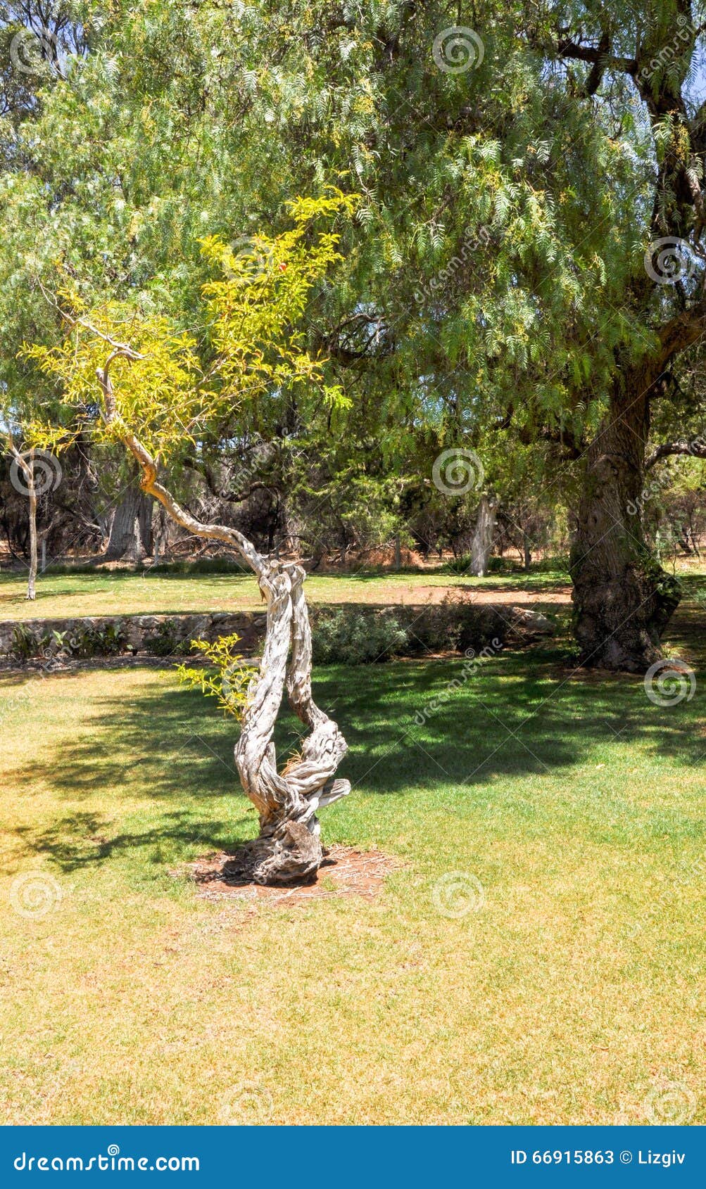 Twisted Tree stock image. Image of outdoor, park, manicured - 66915863