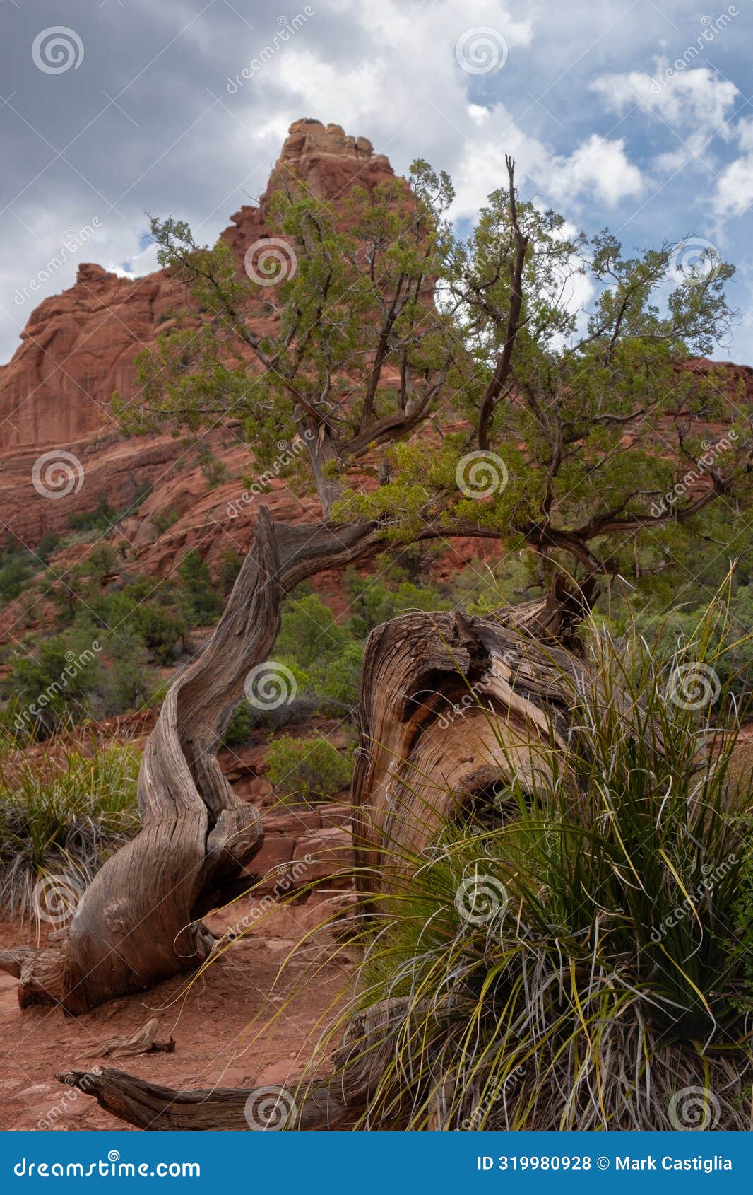 Twisted Trees and Dramatic Skyscape at Devil S Kitchen in Sedona ...