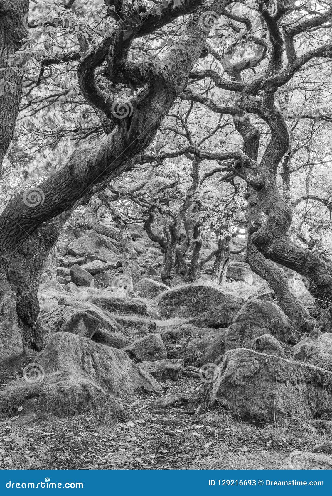 Twisted Trees in the Forest Black and White Stock Image - Image of ...
