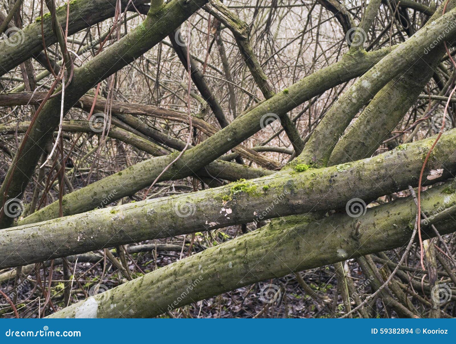 Twisted trees in a forest stock photo. Image of forest - 59382894