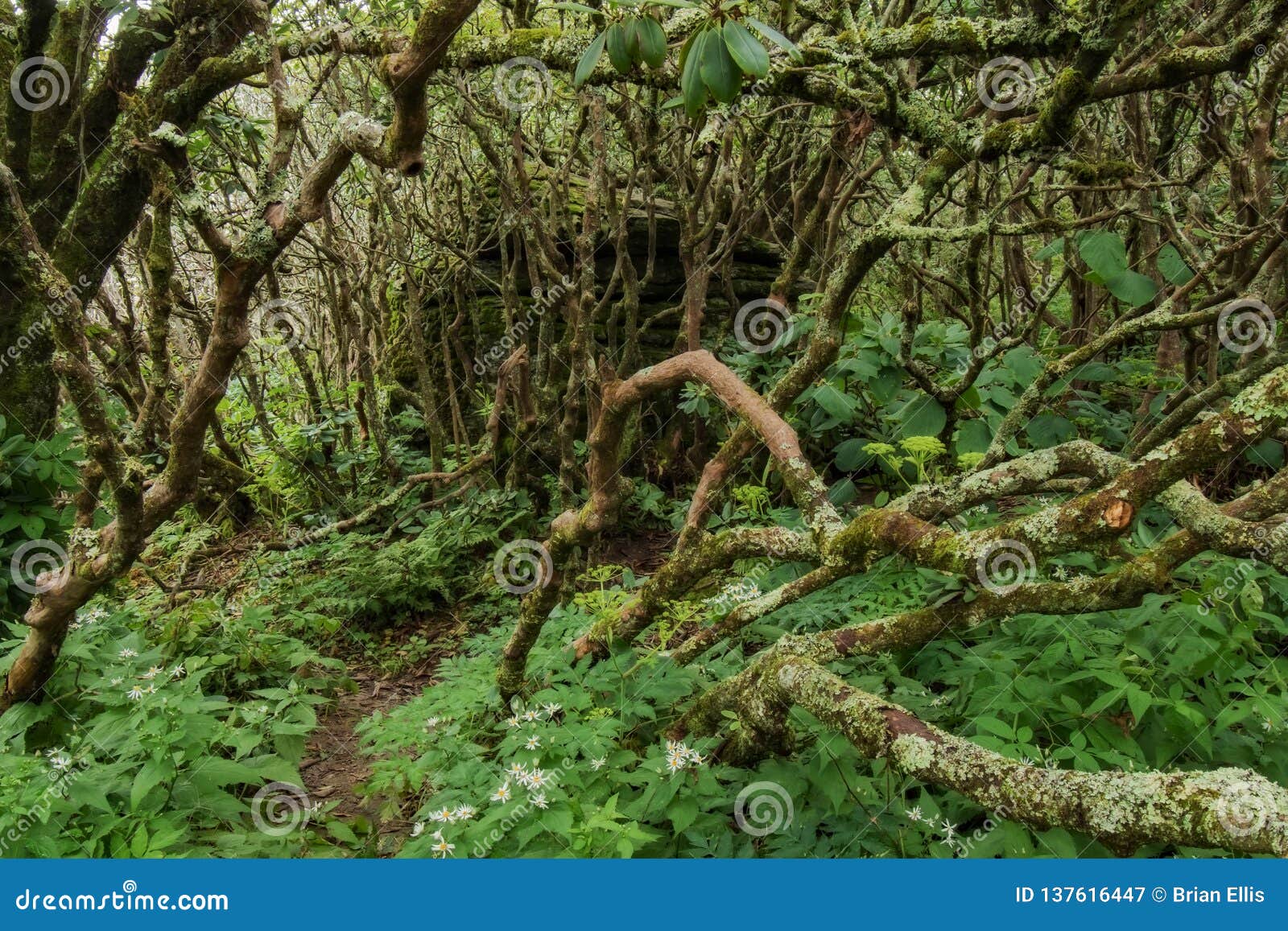 Twisted Trees in the Forest Stock Image - Image of growth, flora: 137616447