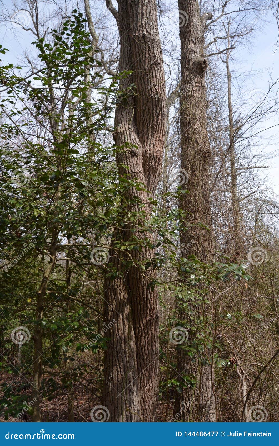 Twisted Trees stock image. Image of tree, entwined, trees - 144486477