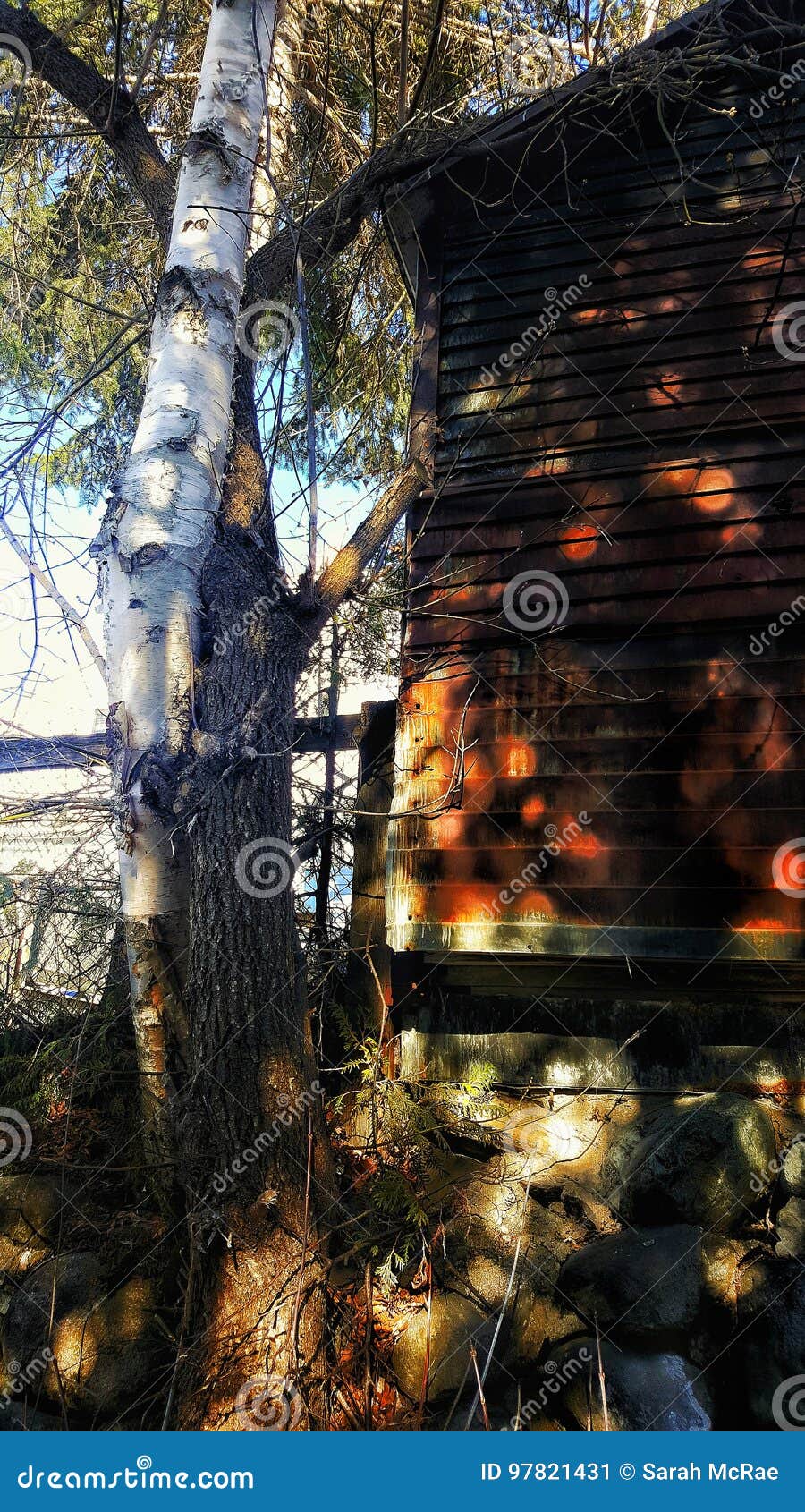 Twisted trees stock image. Image of intertwined, next - 97821431