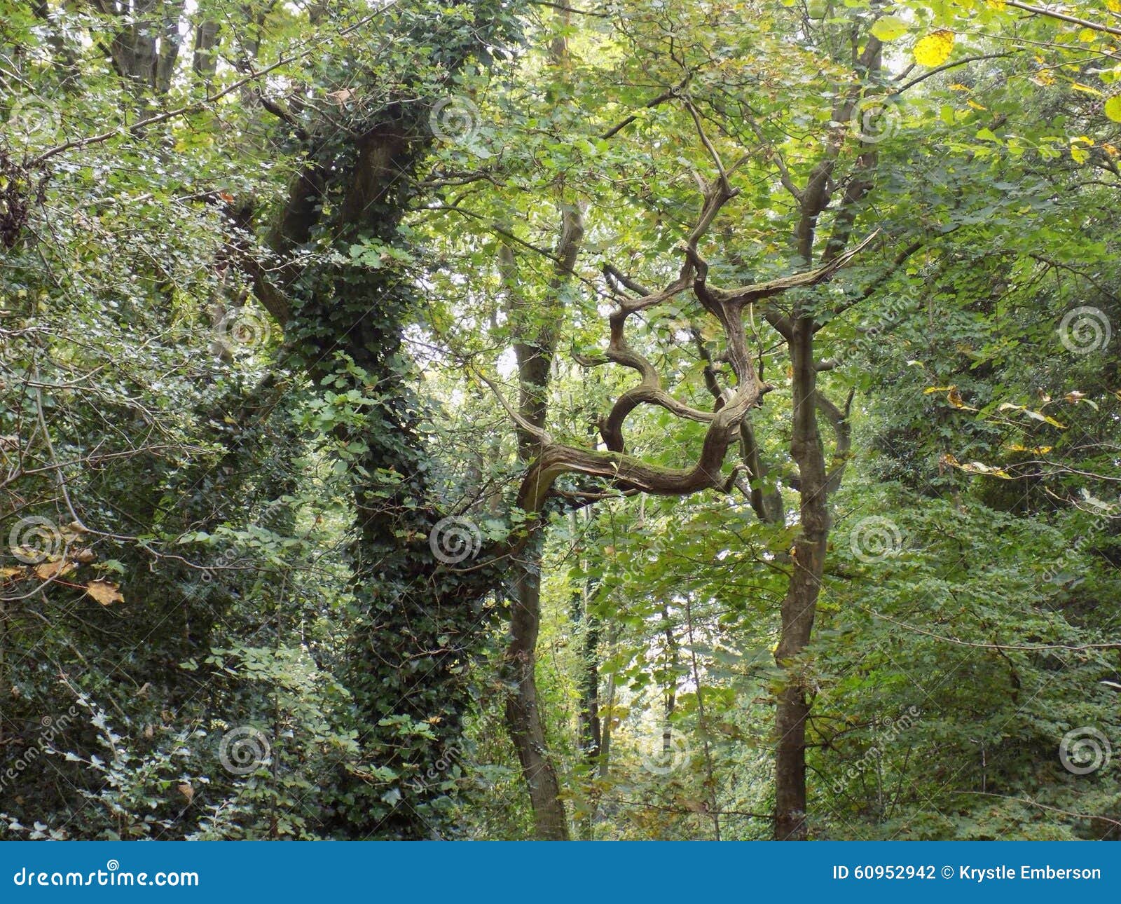 Twisted trees stock photo. Image of woods, untouched - 60952942