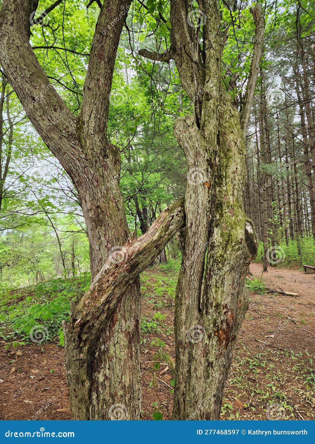 Twisted trees in the woods stock image. Image of together - 277468597