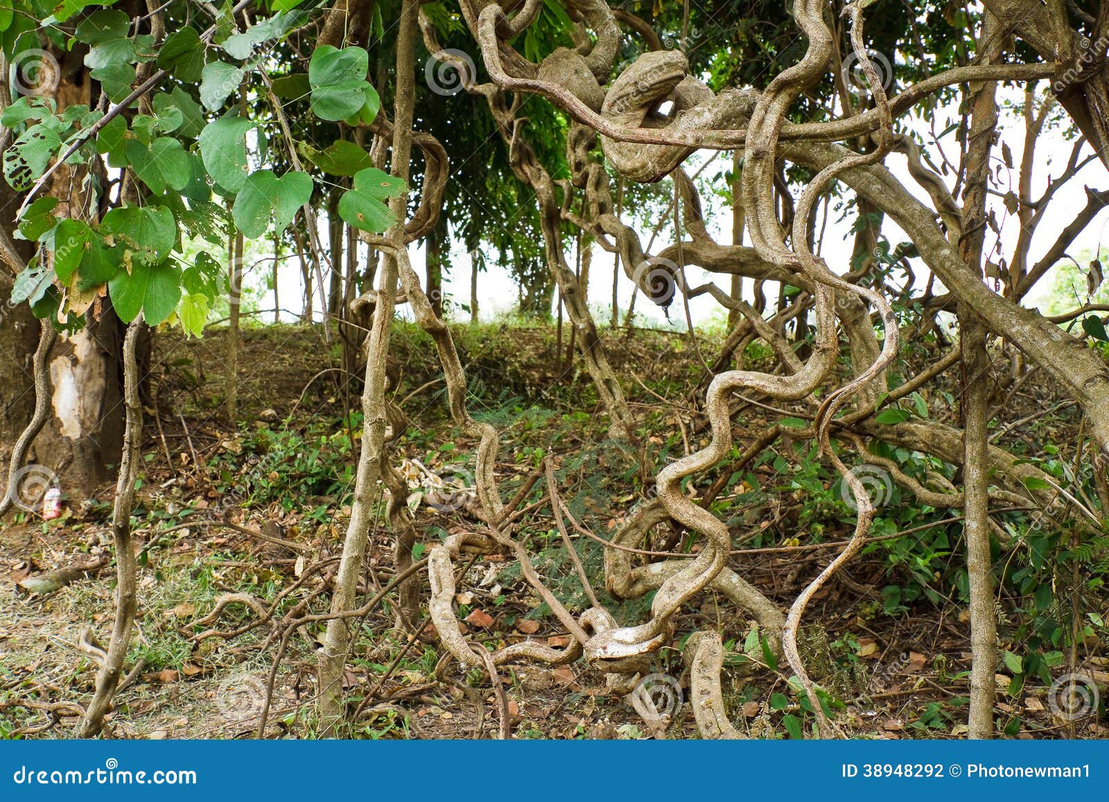 Twisted Tropical Tree Roots Stock Photo - Image of national, preserve ...