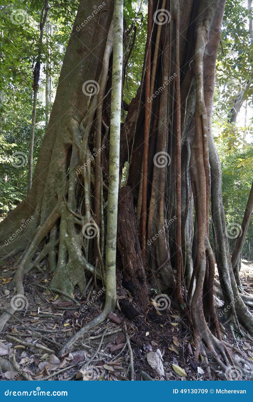 Twisted Tropical Tree Roots in Rain Forest Stock Image - Image of ...