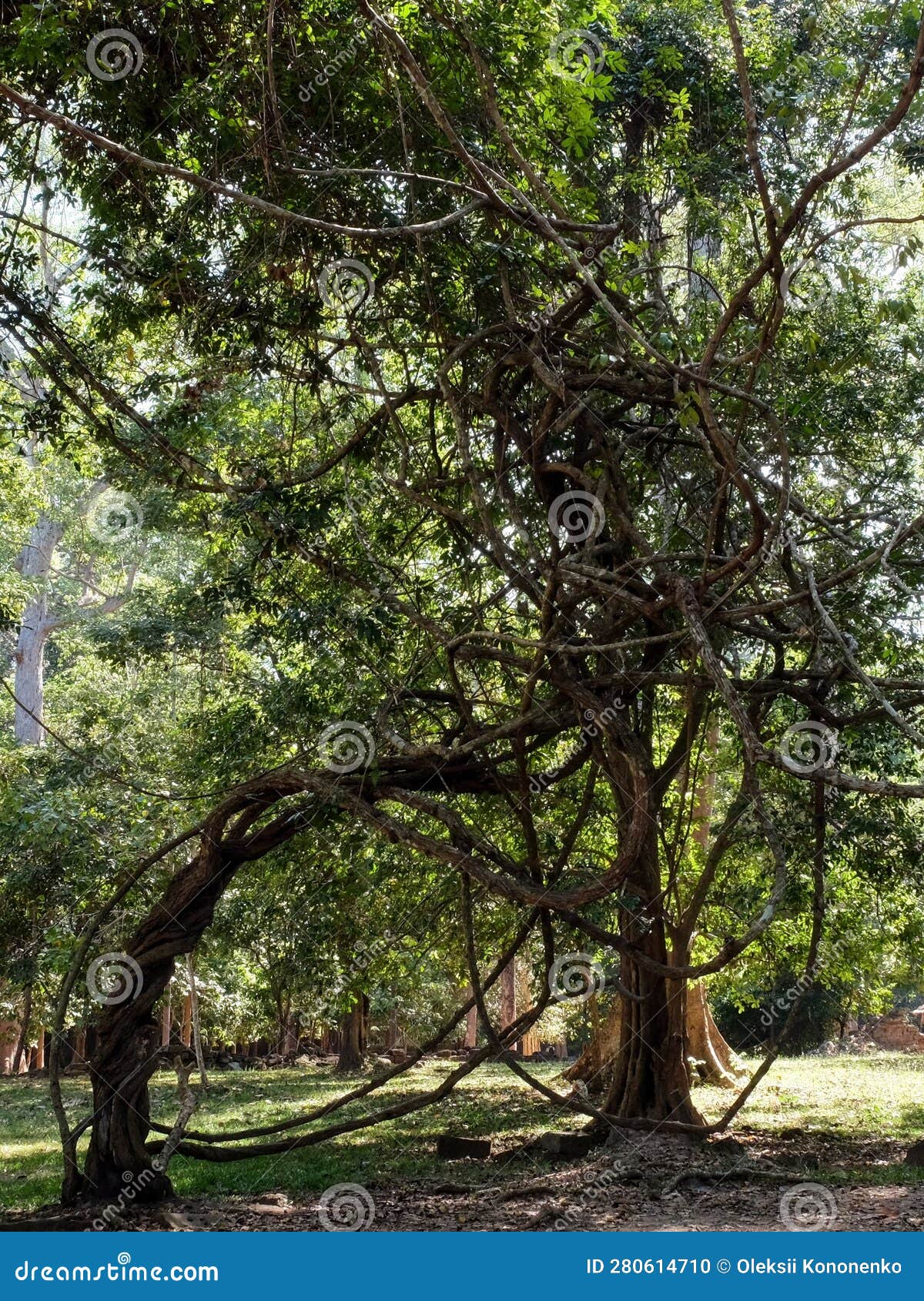 Twisted Tropical Tree. Unusually Twisted Tree with an Eerie, Distorted ...