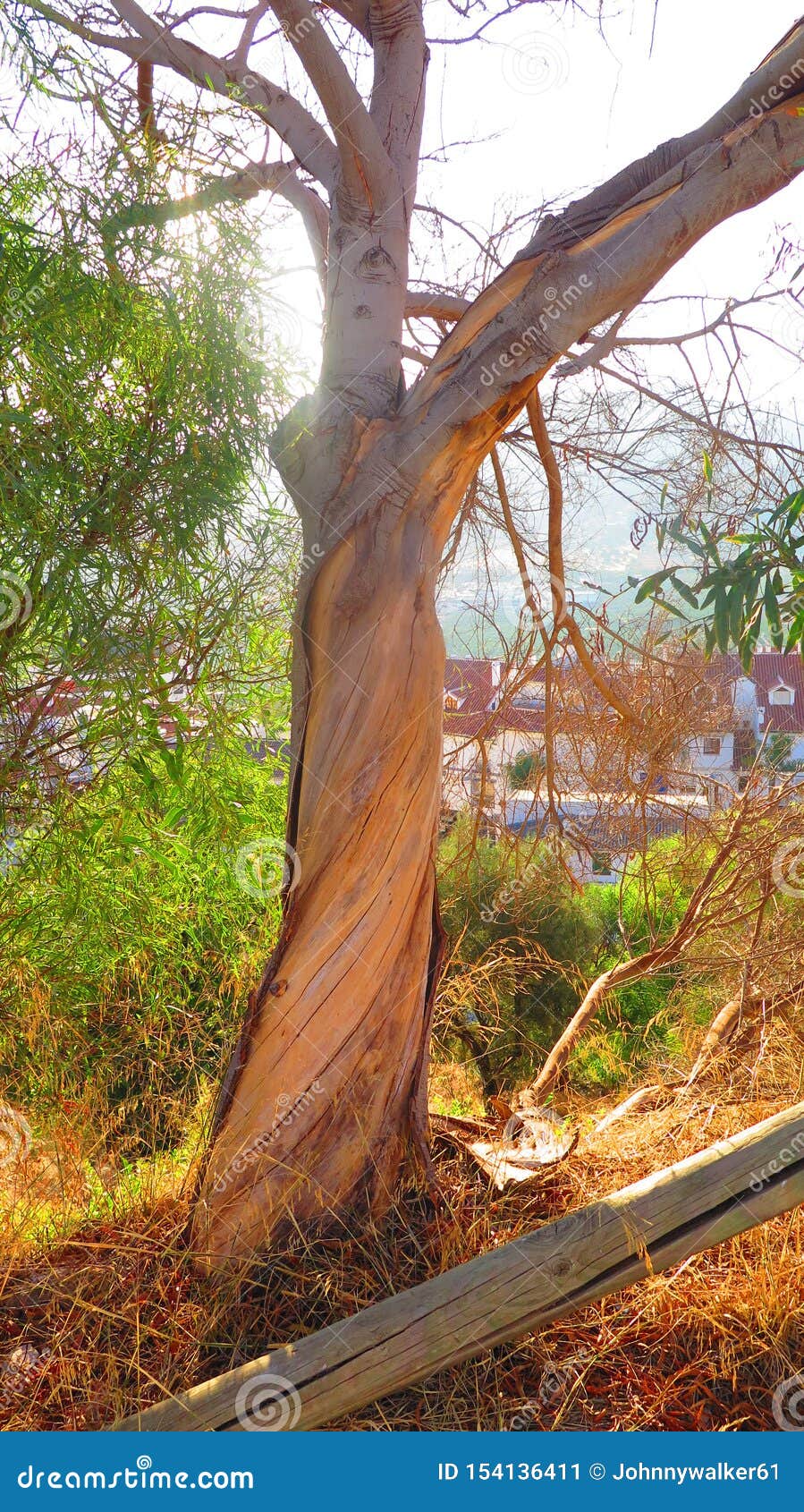 Eucalyptus Tree Trunk Showing Twisted Growth Editorial Photo - Image of ...