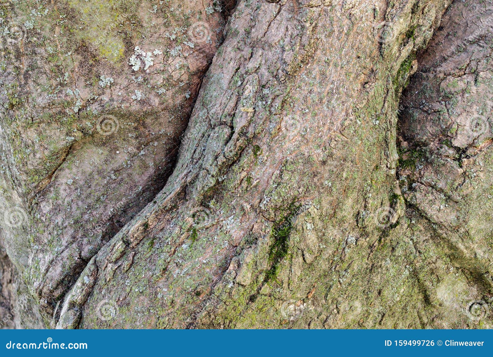 Japanese Maple Tree Trunk stock photo. Image of tree - 159499726