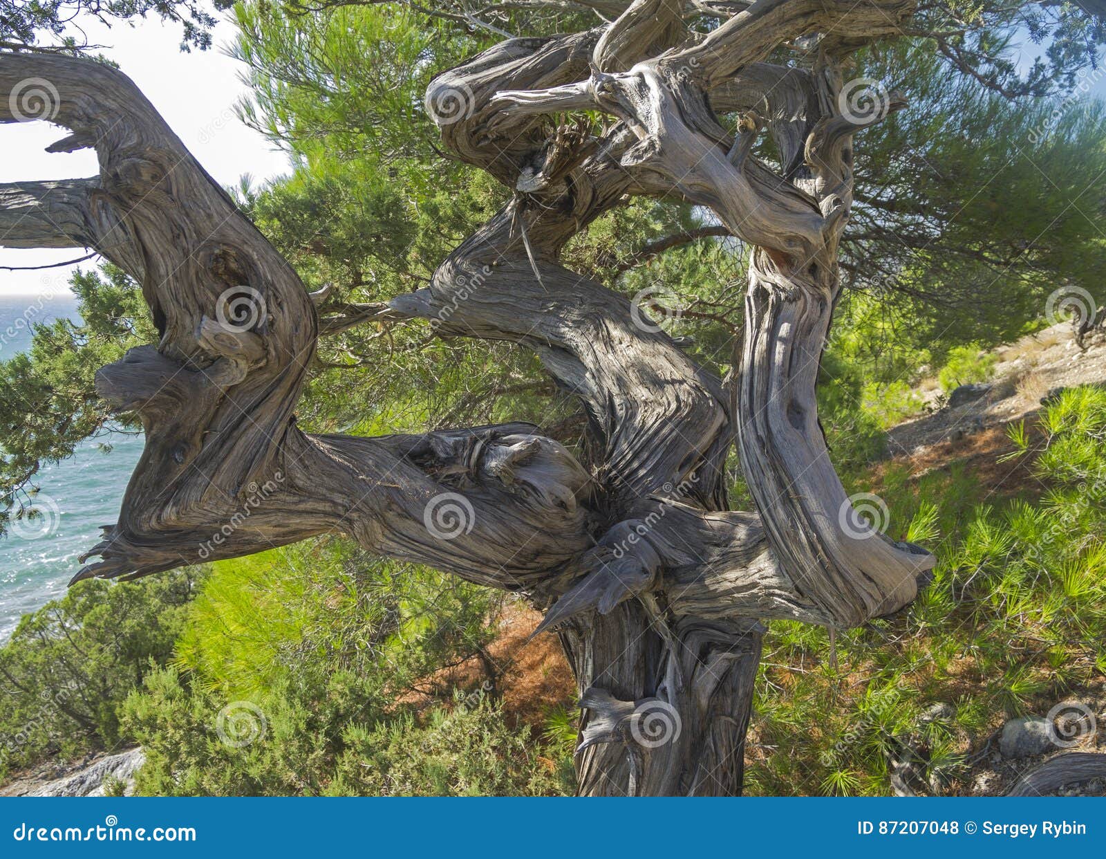 Twisted Trunk of a Juniper Tree. Stock Photo - Image of mountain ...