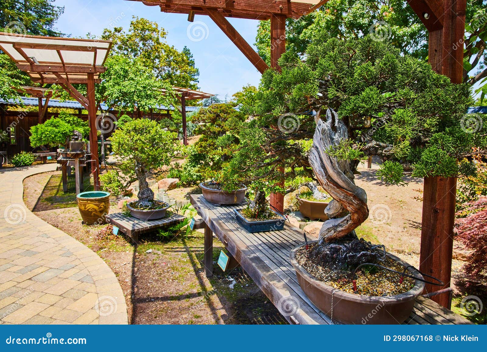 Twisted Trunk of Tiny Bonsai Tree Plant Miniature on Garden Bench ...