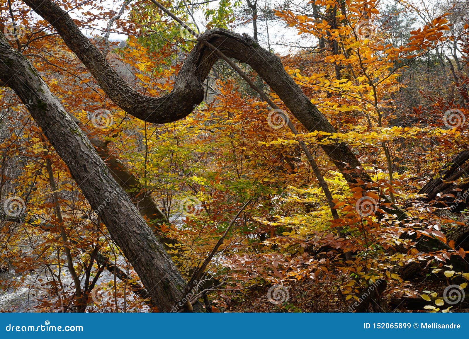 Twisted Trunk of a Tree with Bright Autumn Foliage Stock Image - Image ...