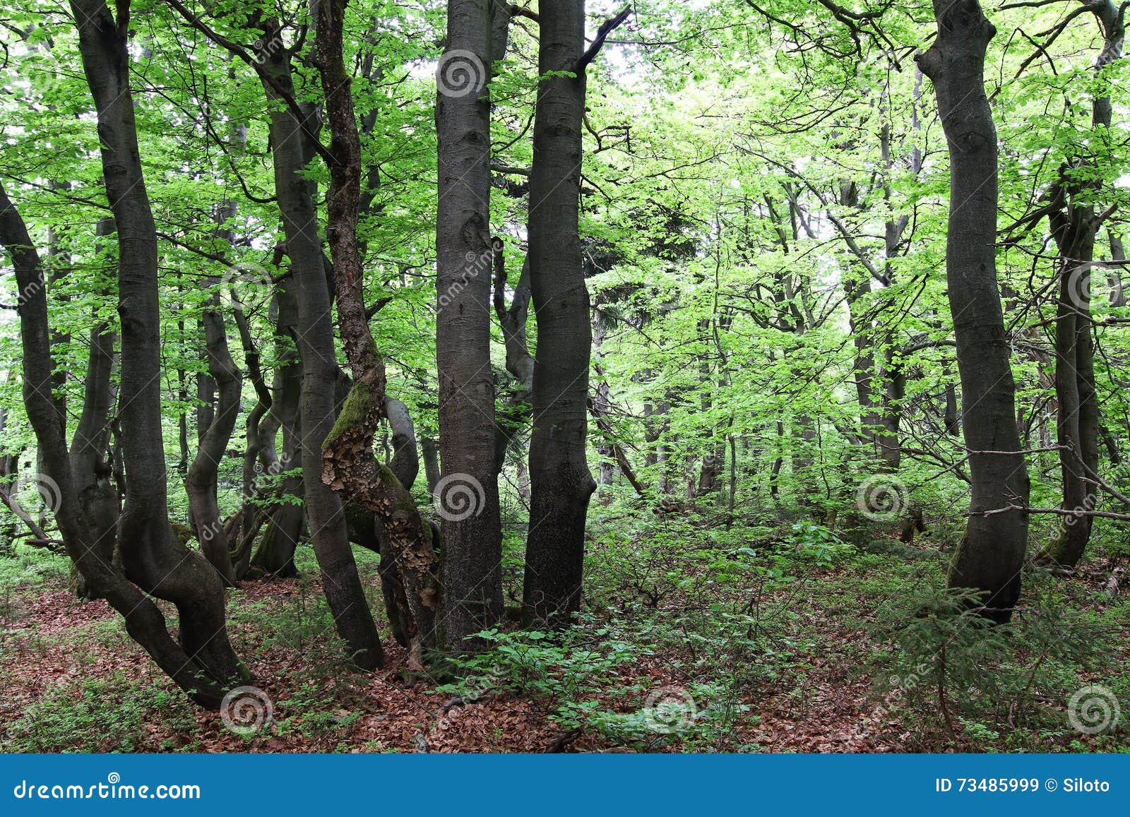 Twisted Trunks of Beech Trees - Old Beech Forest Stock Image - Image of ...