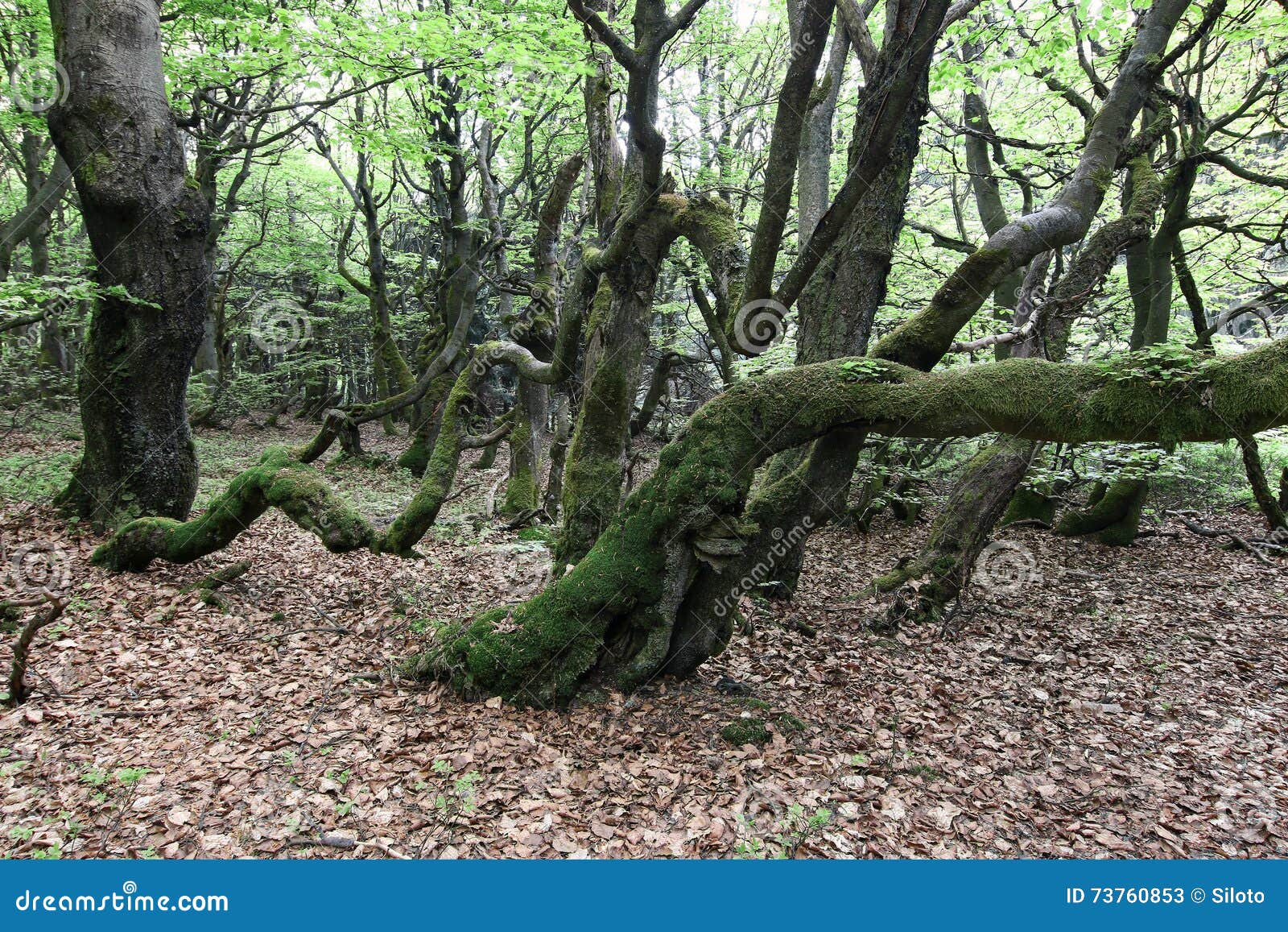 Twisted Trunks of Beech Trees - Old Beech Forest Stock Image - Image of ...