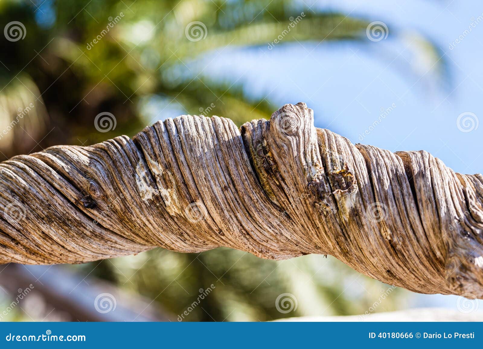 Twisted twig stock photo. Image of horizontal, garden - 40180666