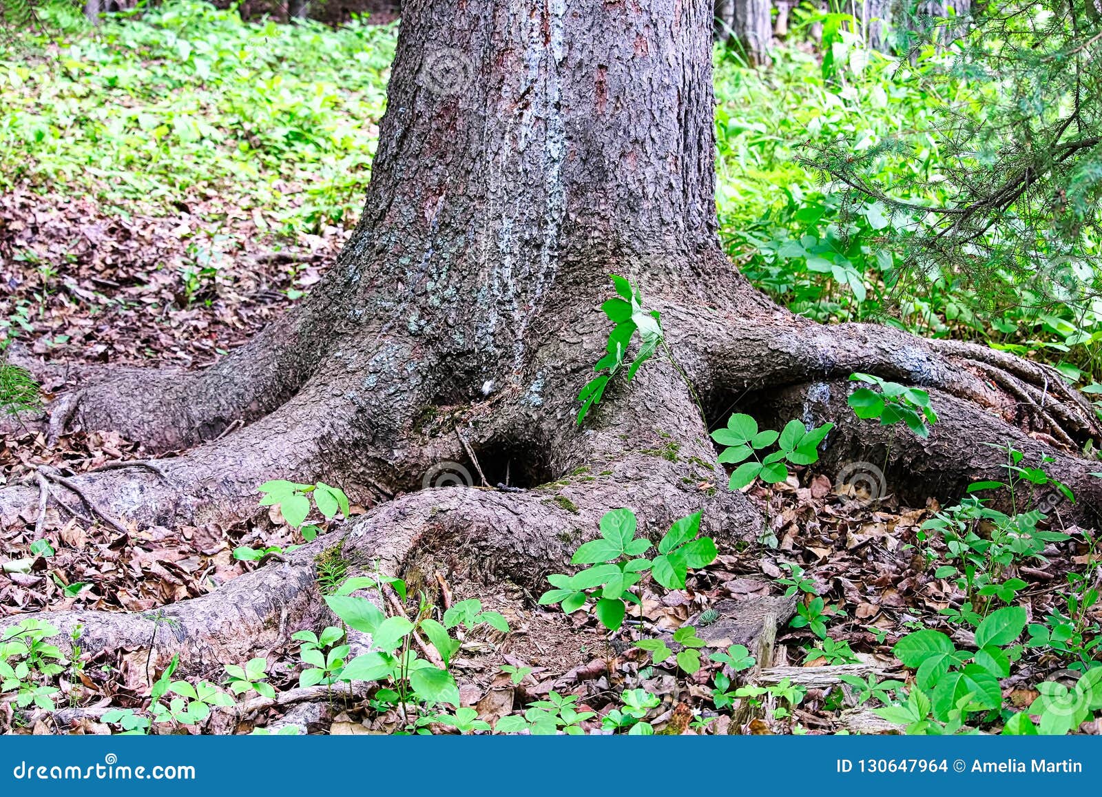 The Twisted Up Roots at the Base of a Spruce Tree Stock Photo - Image ...