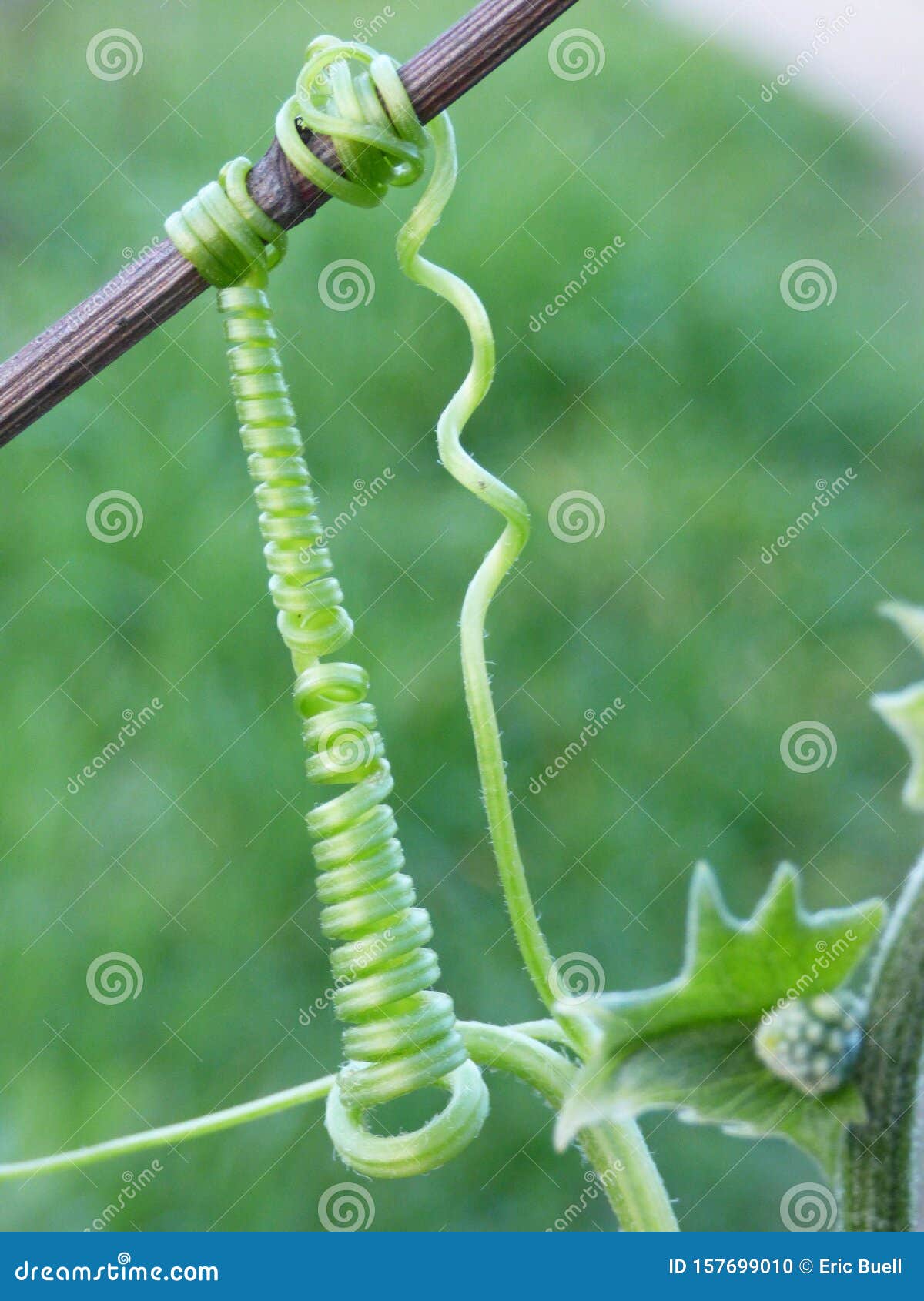 Twisted Vine in cone shape stock photo. Image of nature - 157699010