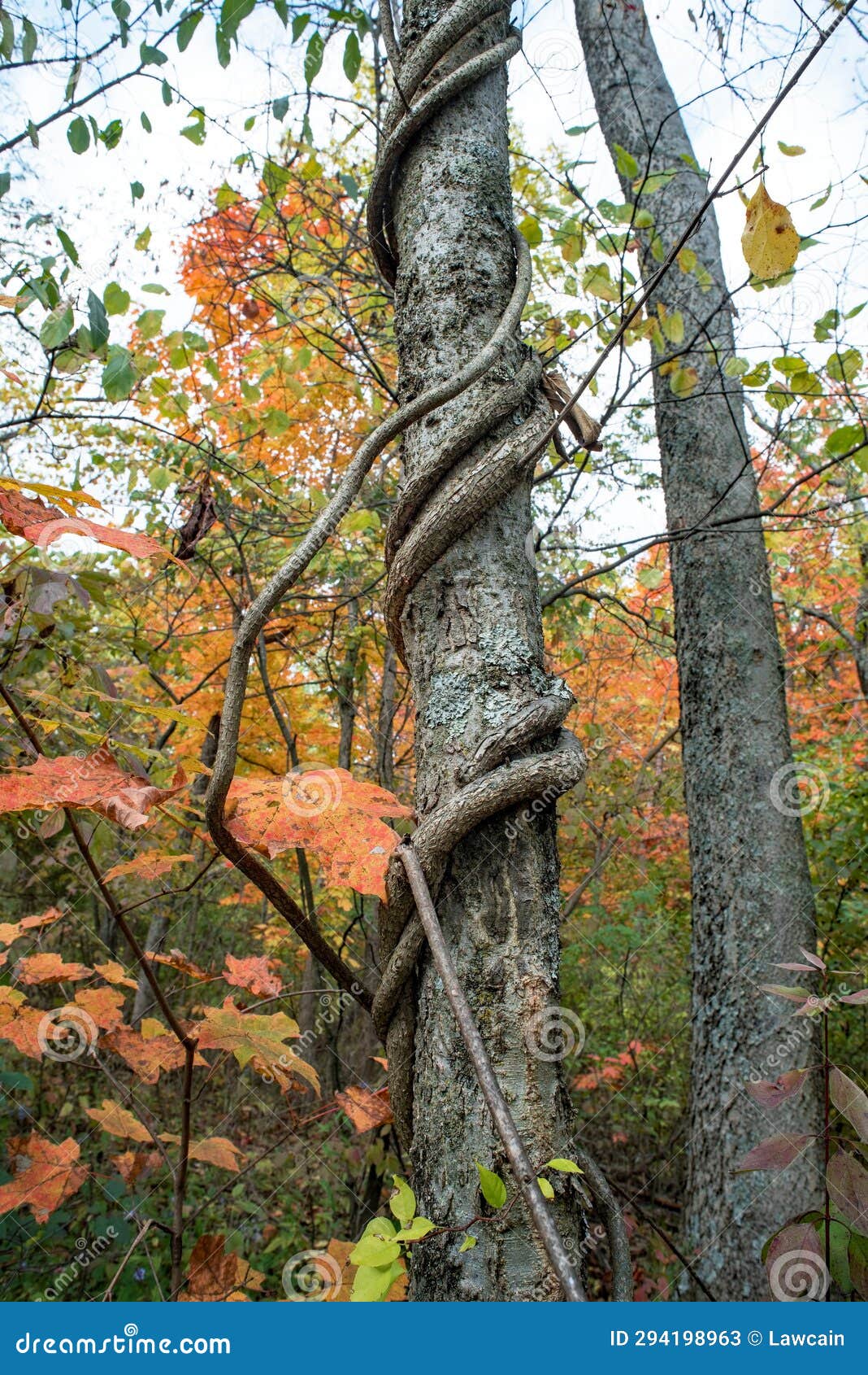 Twisted Vine Growing on Tree Trunk Stock Image - Image of gray, outside ...