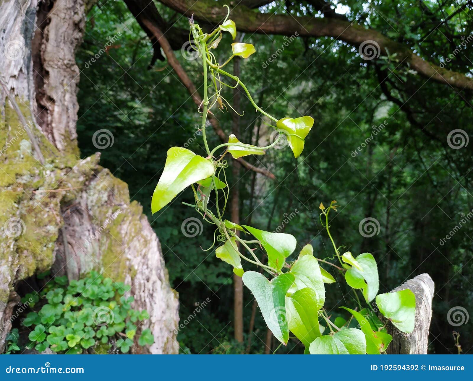 Twisted Vine Plant on the Woods Stock Photo - Image of beauty, season ...