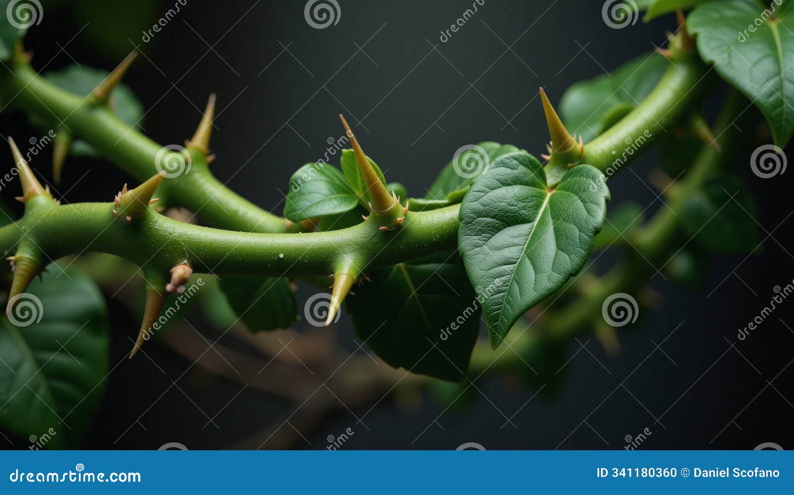 Twisted Vines Adorned by Sharp Green Thorns Signify Envy and Suffering ...