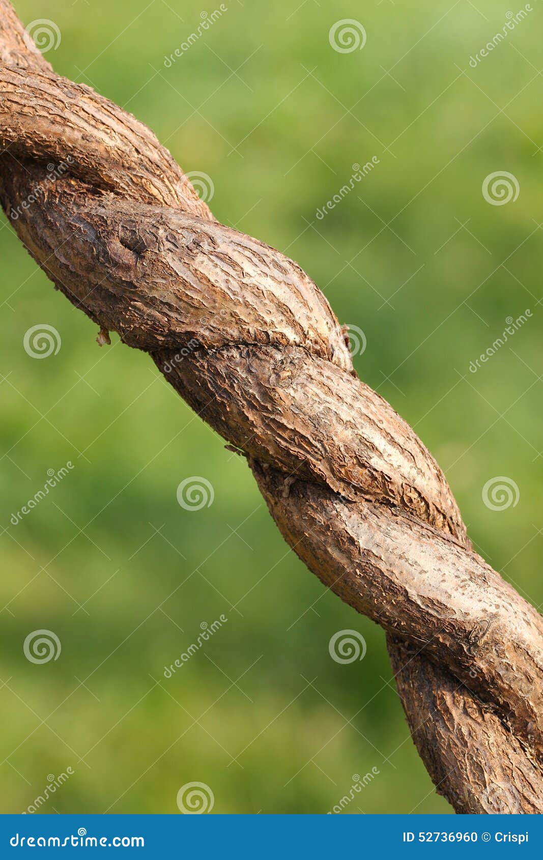 Twisted vines stock photo. Image of togetherness, twisted - 52736960