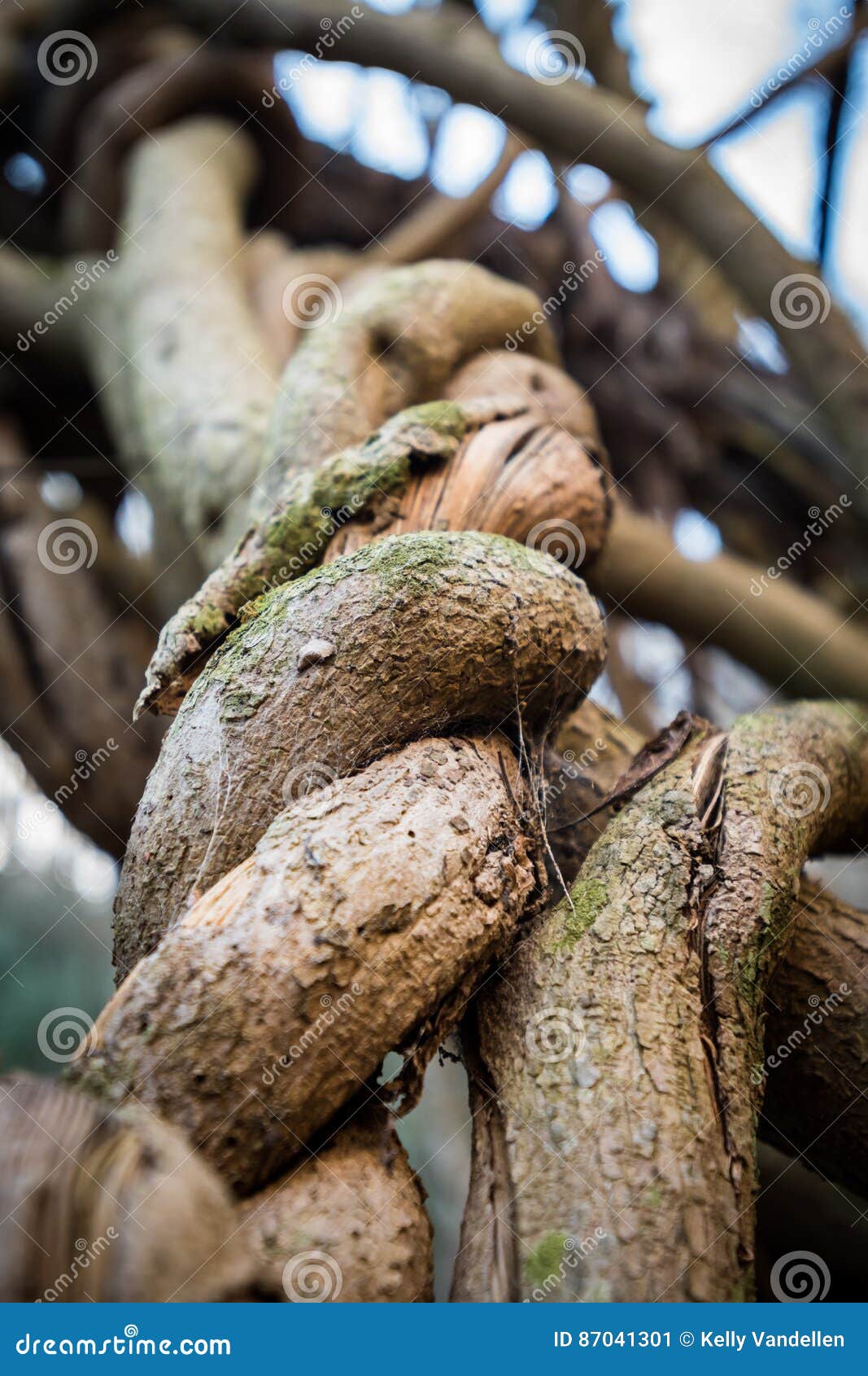 Twisted Vines Close Up stock image. Image of season, nature - 87041301