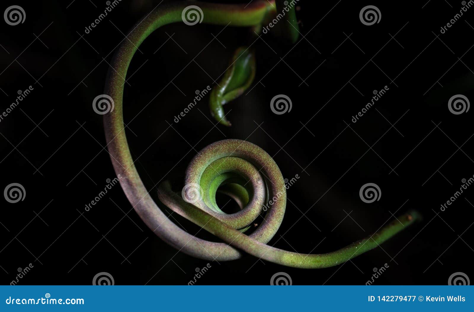 Twisted Vines at Night in Cahuita, Costa Rica Stock Image - Image of ...