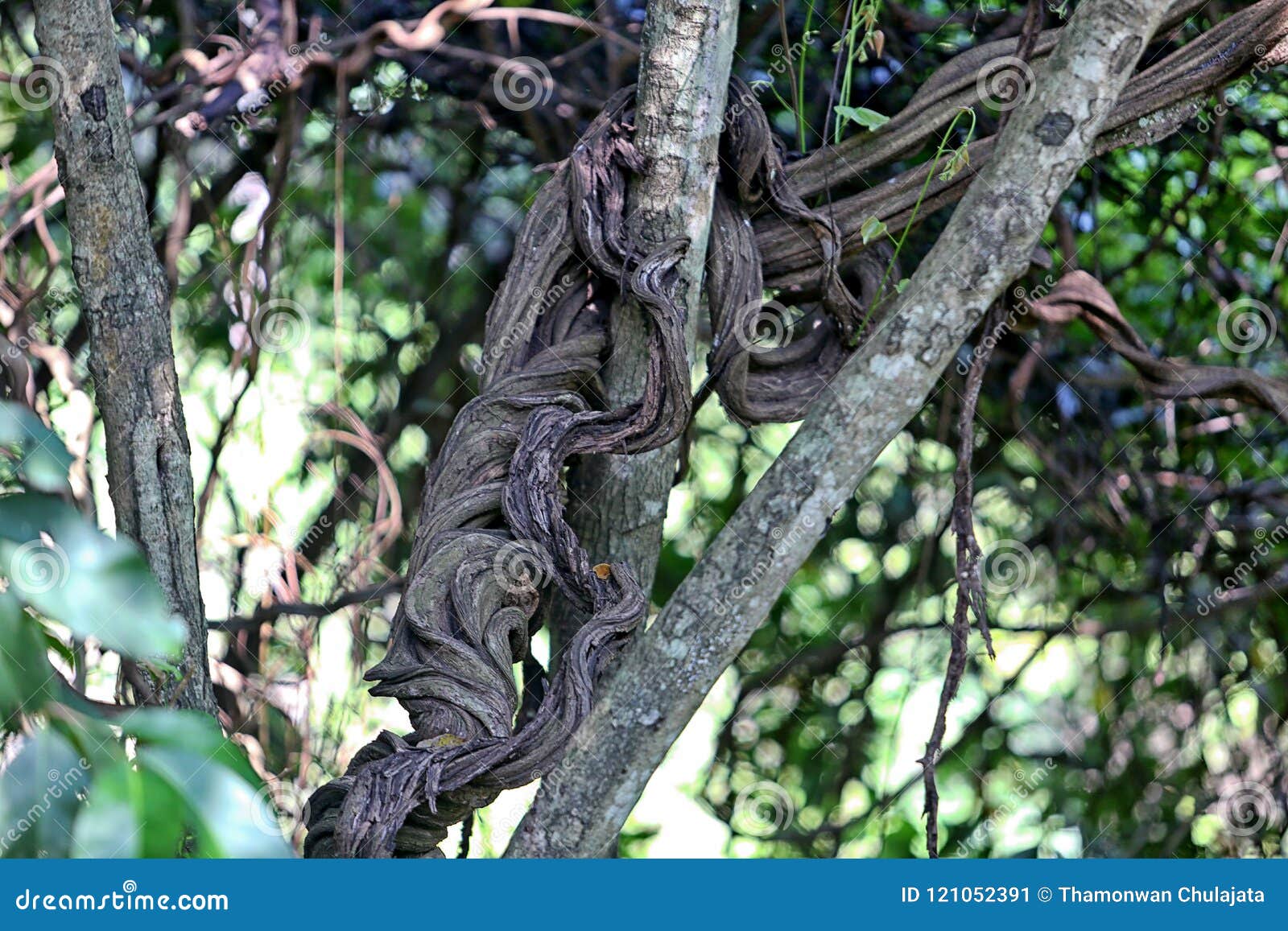 Twisted Vines At Night In Cahuita, Costa Rica Stock Image ...