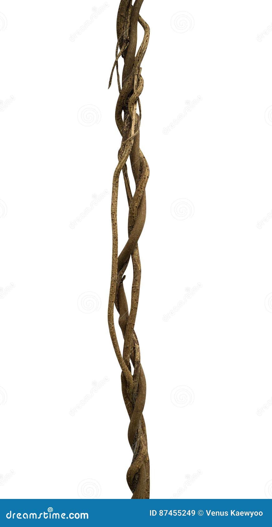 Twisted Wild Liana Jungle Vine Isolated on White Background, Clipping ...