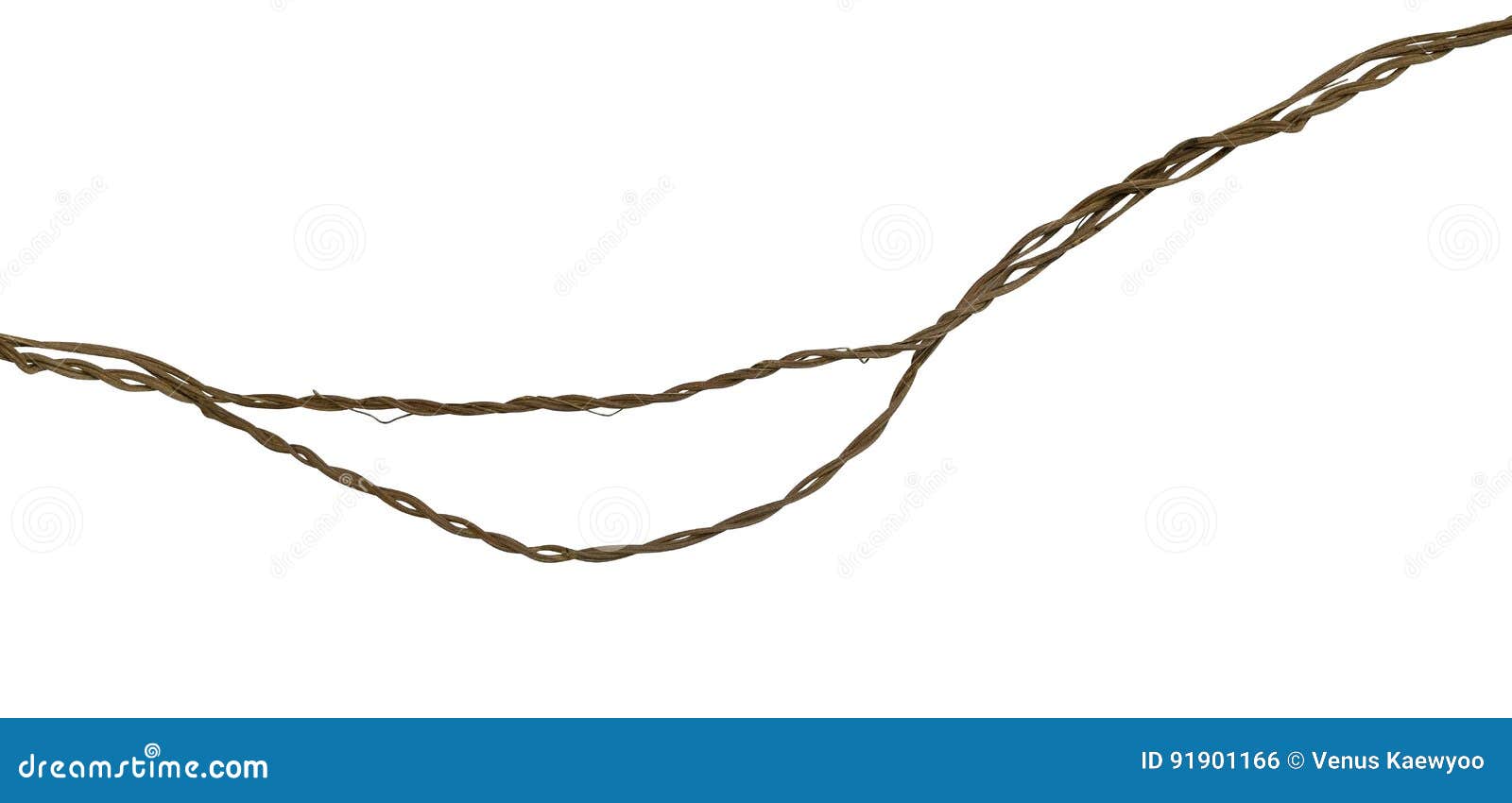 Twisted Wild Liana Jungle Vine Isolated on White Background, Clipping ...