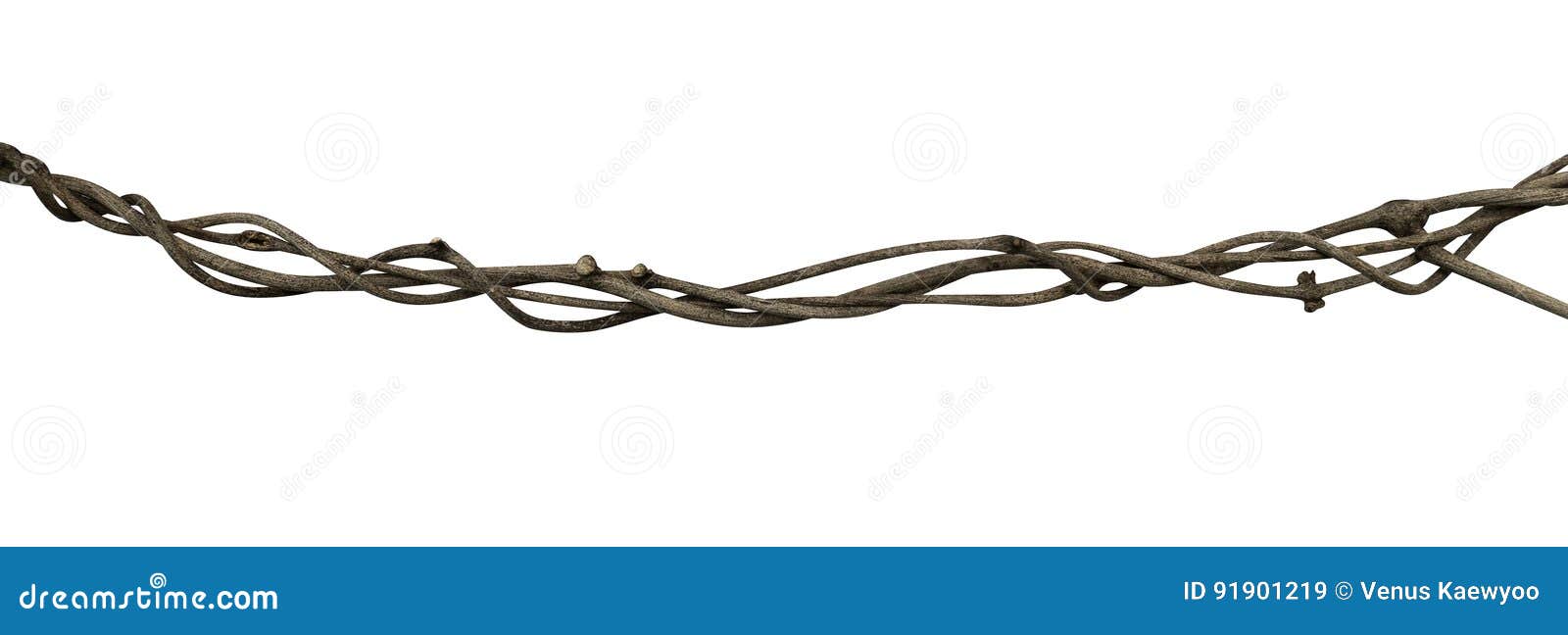 Twisted Wild Liana Jungle Vine Isolated on White Background, Clipping ...
