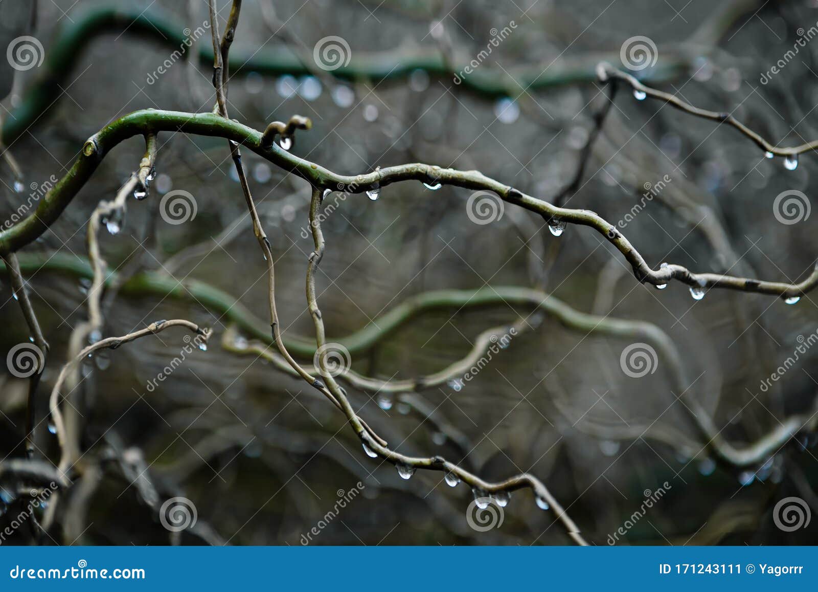 Twisted Willow Branches in the Droplets of Rain Stock Image - Image of ...
