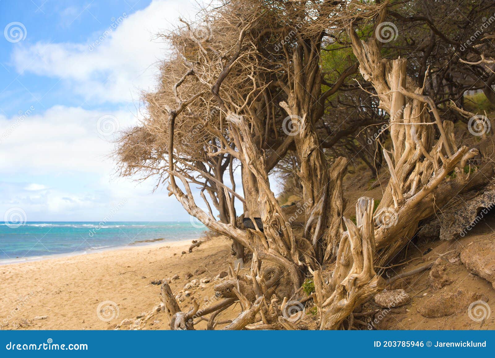 Twisted Wind Swept Trees on Tropical Beach by Pacific Ocean Stock Photo ...