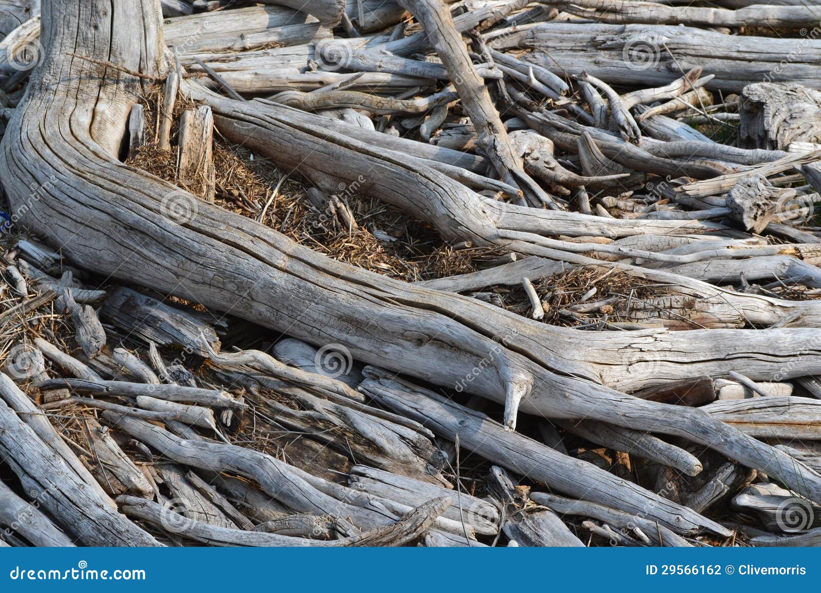 Twisted wood stock photo. Image of misshaped, alberta - 29566162