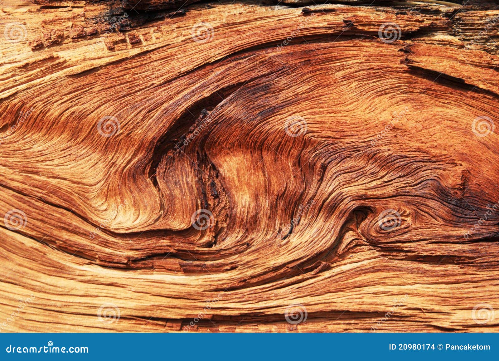 Twisted wood grain stock photo. Image of grain, woodgrain - 20980174